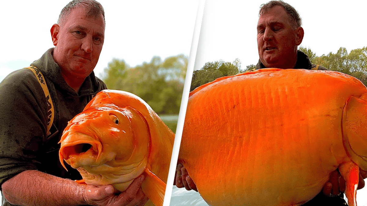 Man catches giant 'goldfish' as heavy as a 10-year-old proving how big ...