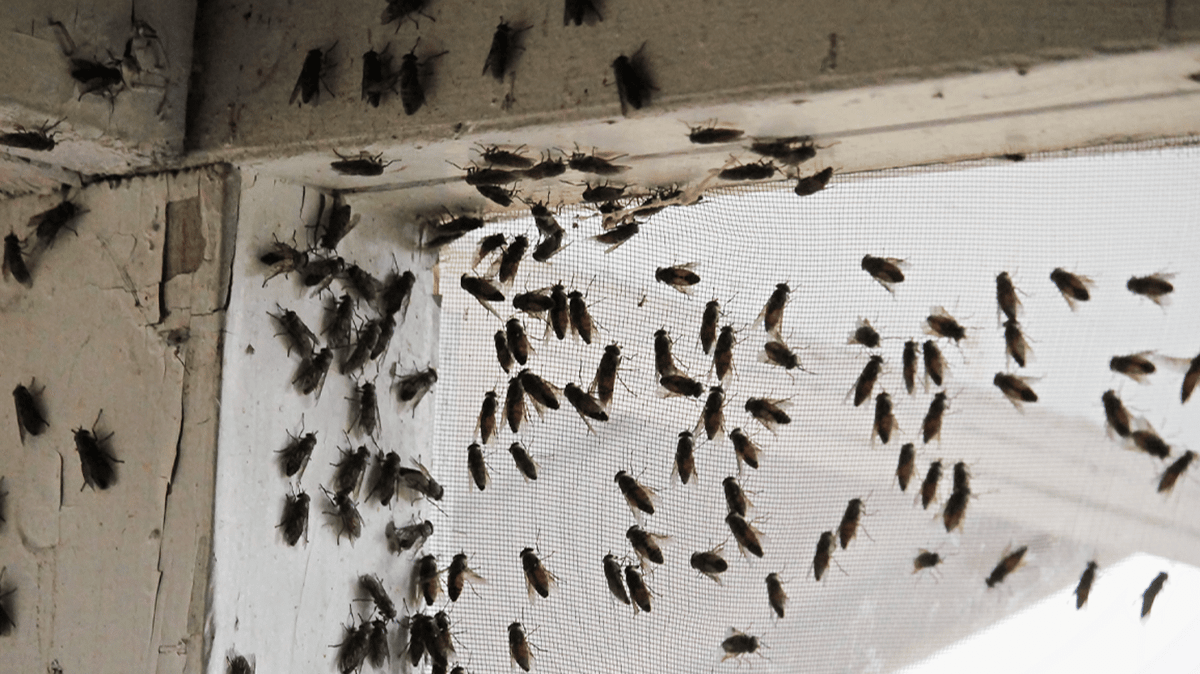 Millions of flies to be dropped on US state after disturbing threat of ...