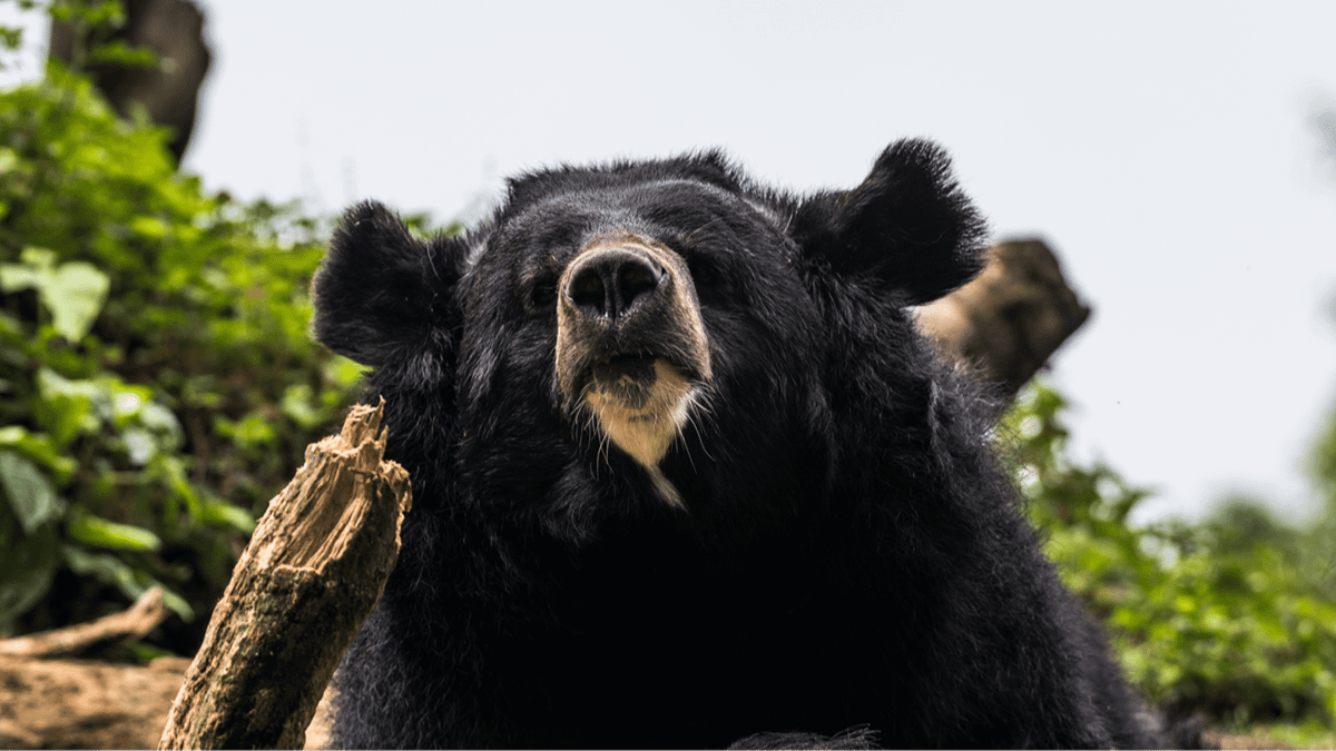 Three people mauled to death by bears in one week in same country ...