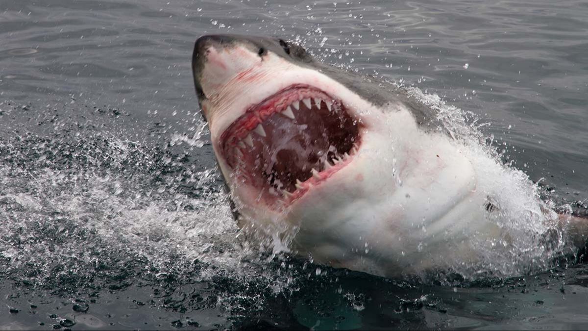 Swimmer mauled to death by 13ft great white shark in brutal attack at ...