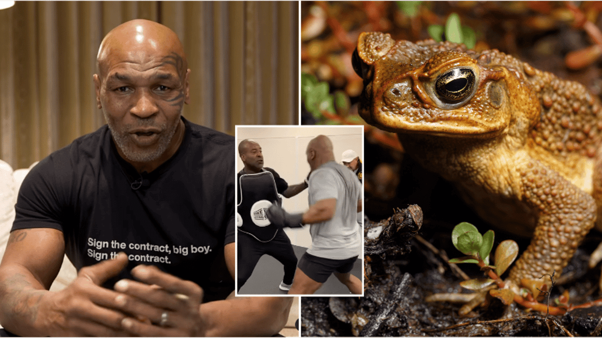 Mike Tyson explains how 'psychedelic toad' convinced him to make boxing ...