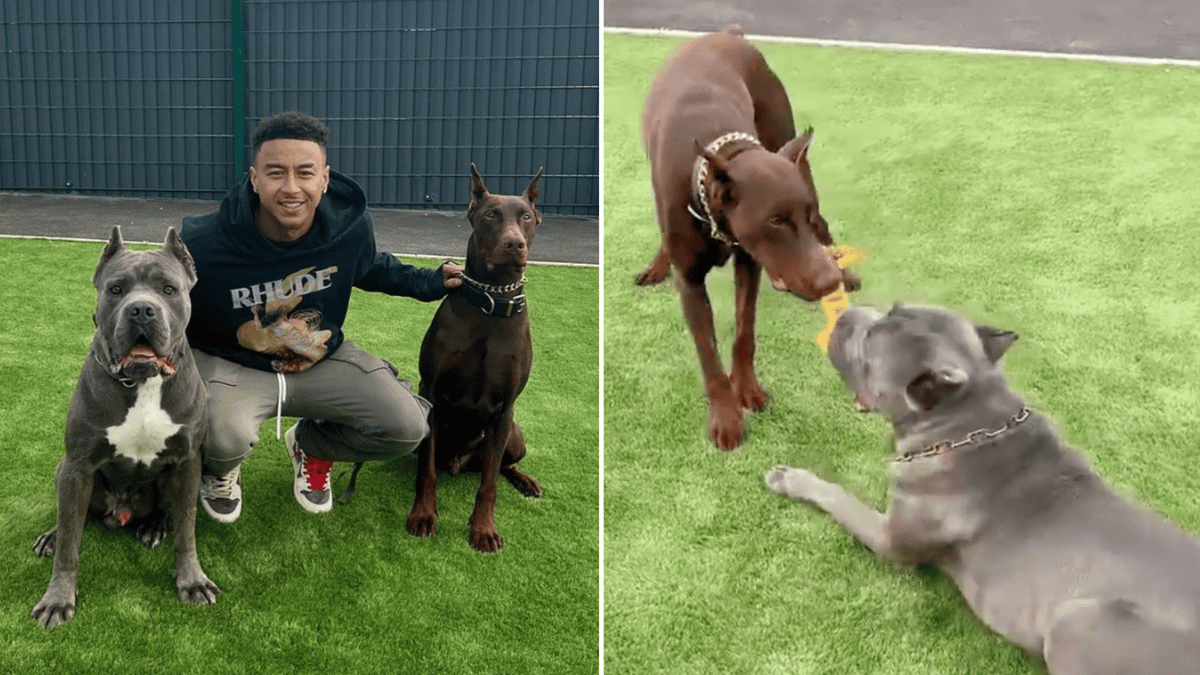 Jesse Lingard slammed for showing off dogs with 'mutilated' ears