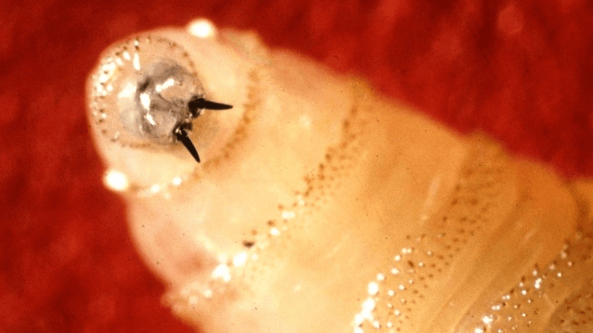 Horrifying flesh-eating parasite pouring into the US causes 'disaster ...