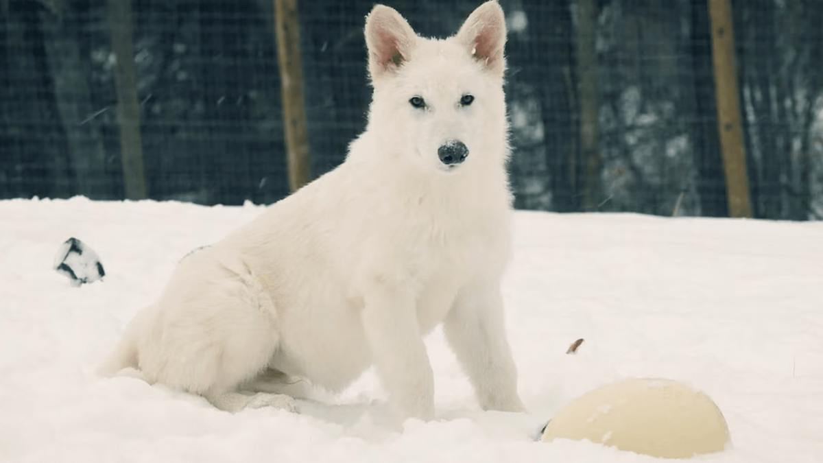 Truth behind scientists reviving extinct dire wolf not seen for 10,000 ...
