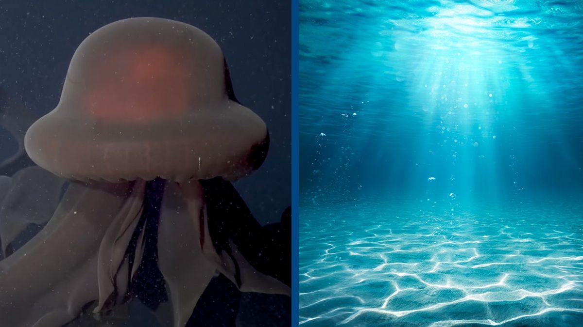 People are in awe at sighting of incredibly rare Giant Phantom ...
