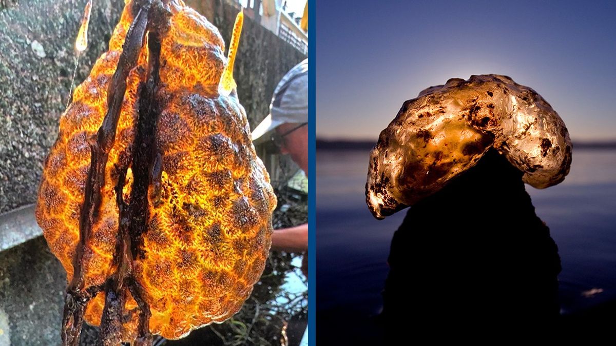 Strange glowing orange 'blob' discovered in river leaves scientists ...