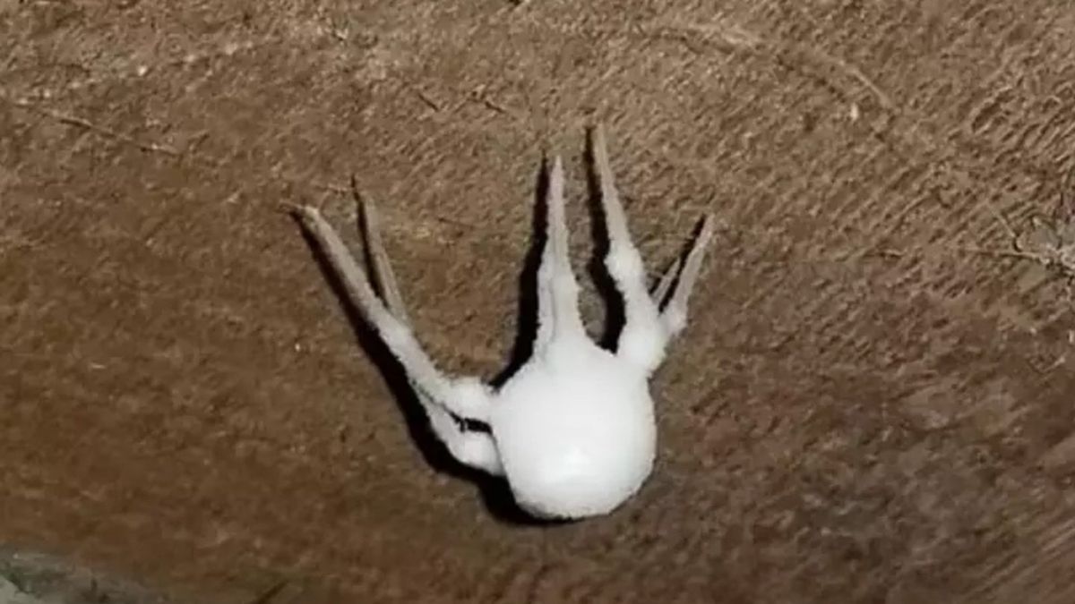 Horrifying 'zombie' spiders infected by never-before-seen fungus are ...
