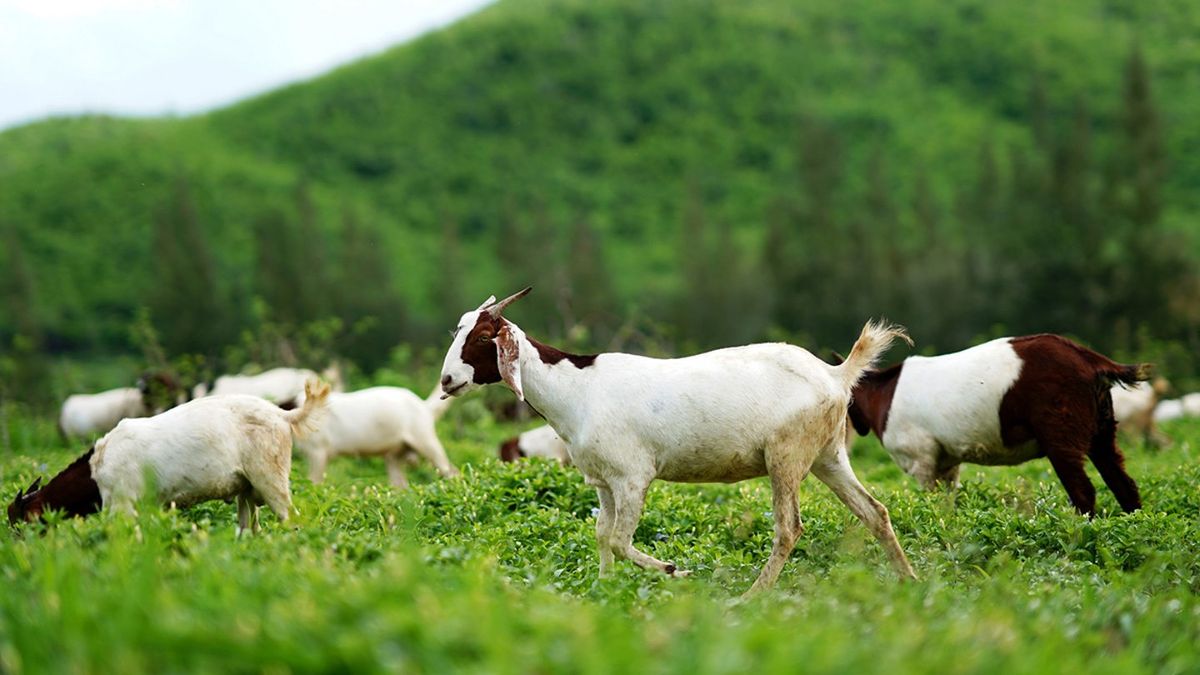 Bizarre reason Google hired 200 goats to work at their headquarters