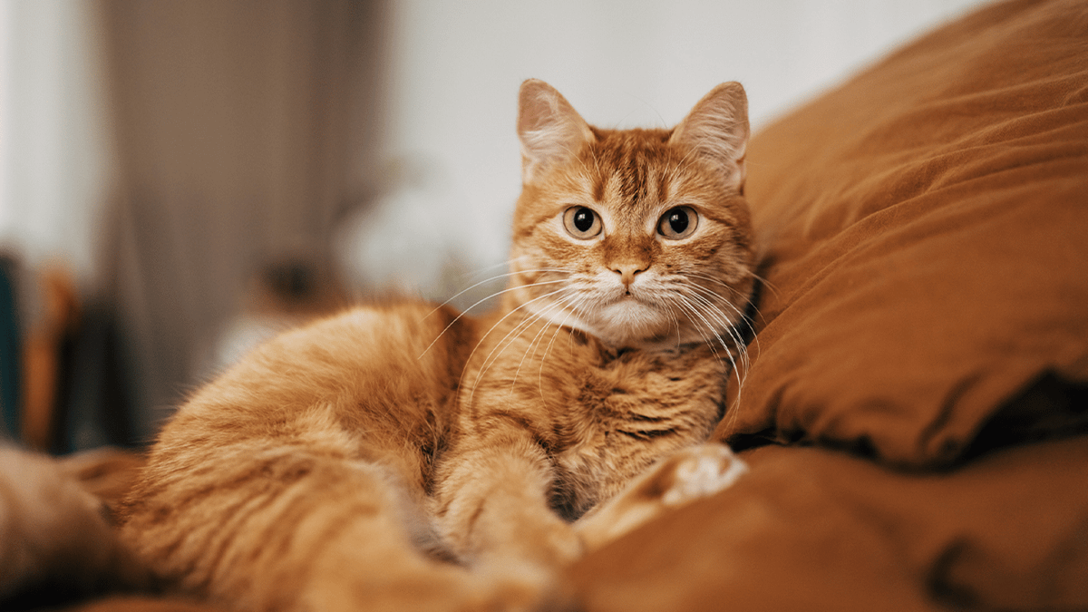 People who leave their cats alone all day will now be fined in one country