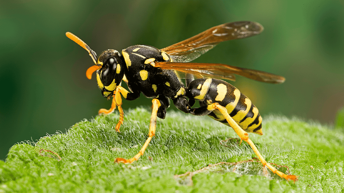 Chaos following discovery of radioactive wasp nest at former US nuclear ...