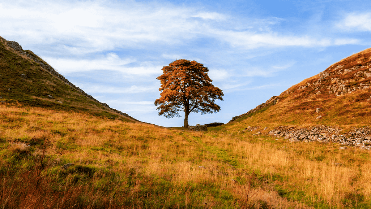 Men who felled 150-year-old tree in just three minutes found guilty and ...