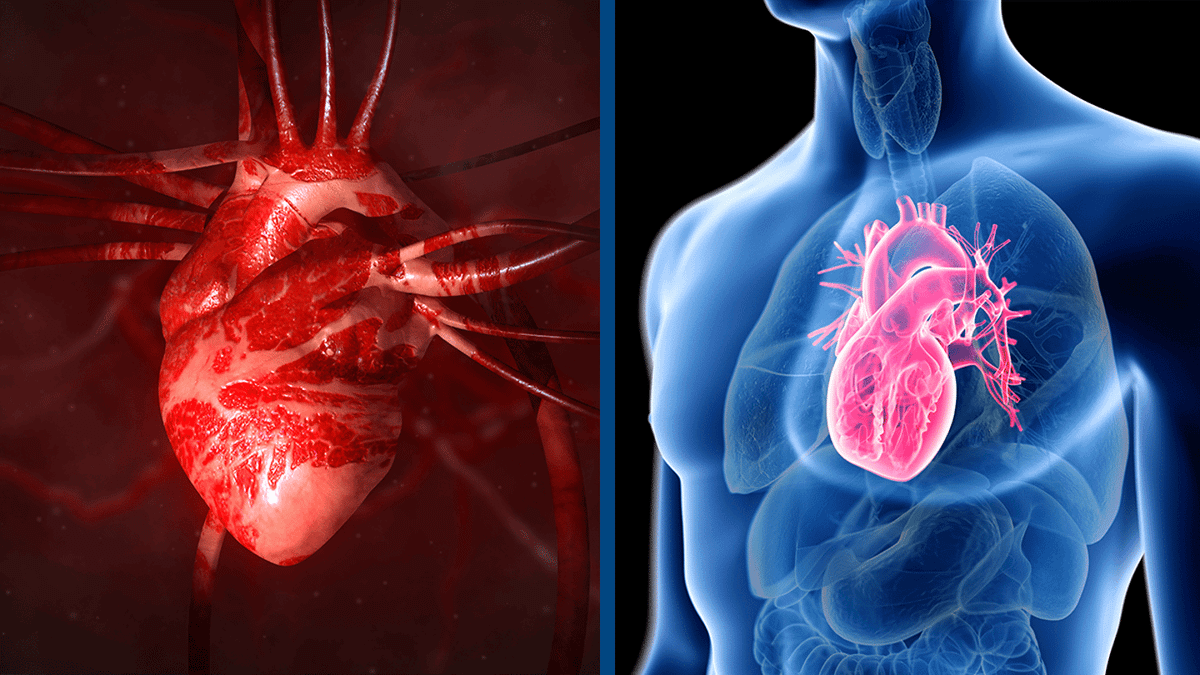 Incredible reason why the heart is the only muscle to never get tired