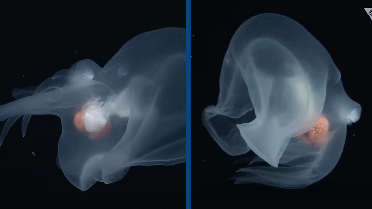 'Devious' new species discovered in mysterious 'midnight zone' of the ...