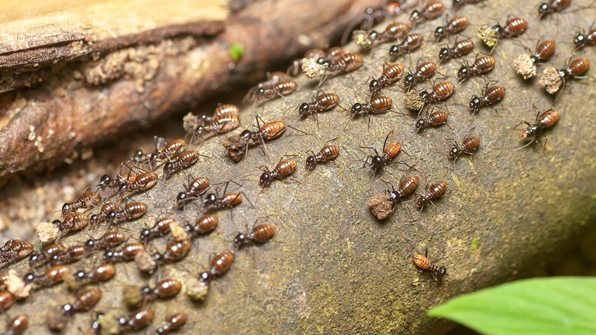Scientists issue warning after harmful species breed to form terrifying ...