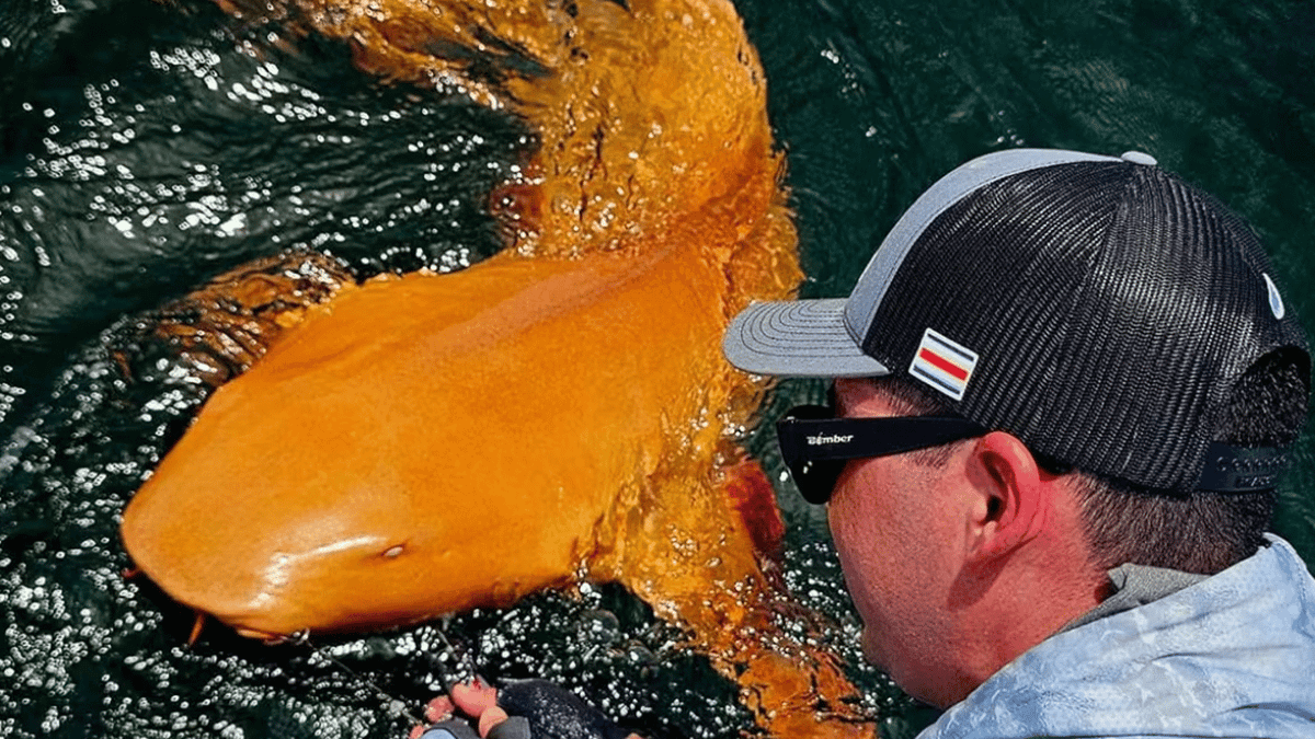 Bright orange shark with rare genetic mutation leaves scientists baffled