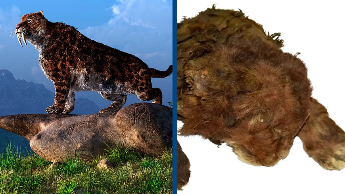 Scientists amazed after discovering saber-toothed cub almost perfectly ...