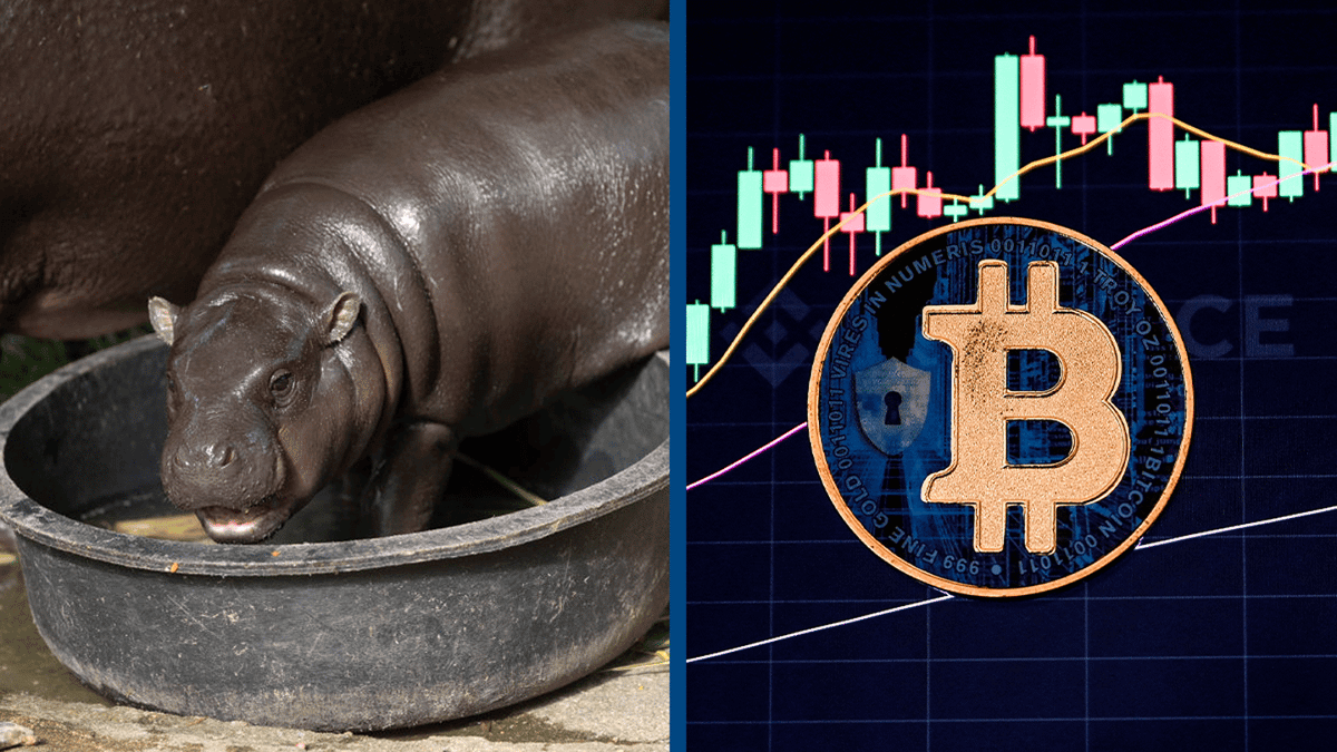 Moo Deng meme coin continues to skyrocket after investor turned $800 ...
