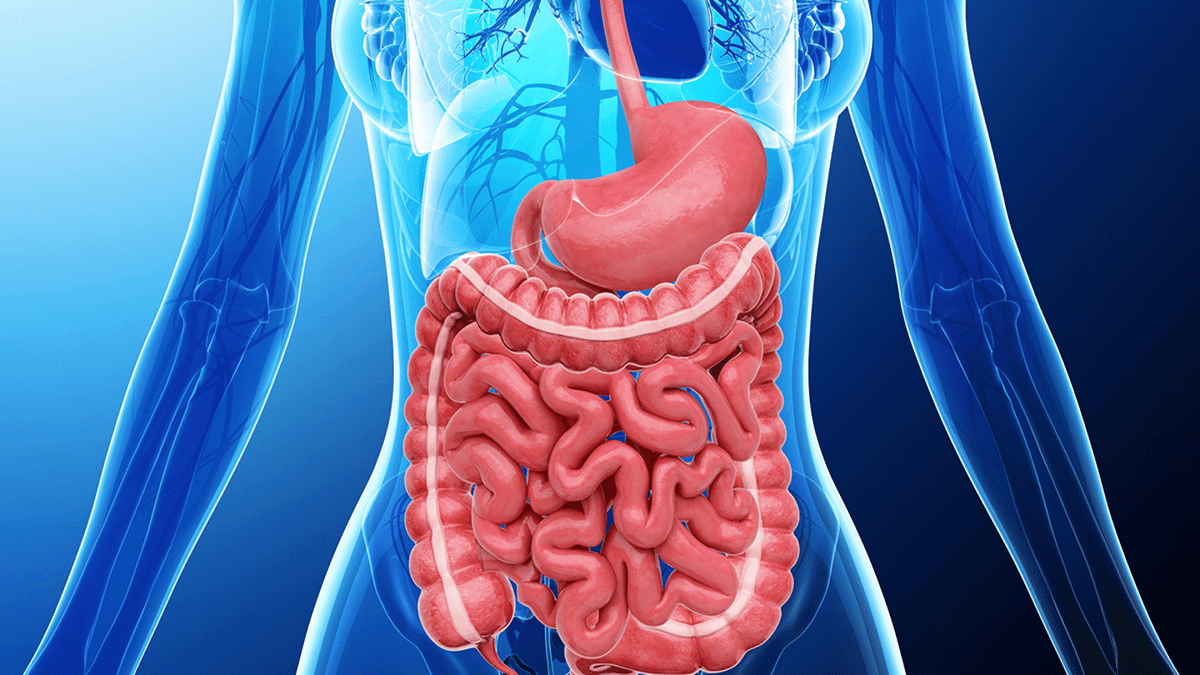 Fascinating simulation shows exactly how many organs the human body can ...