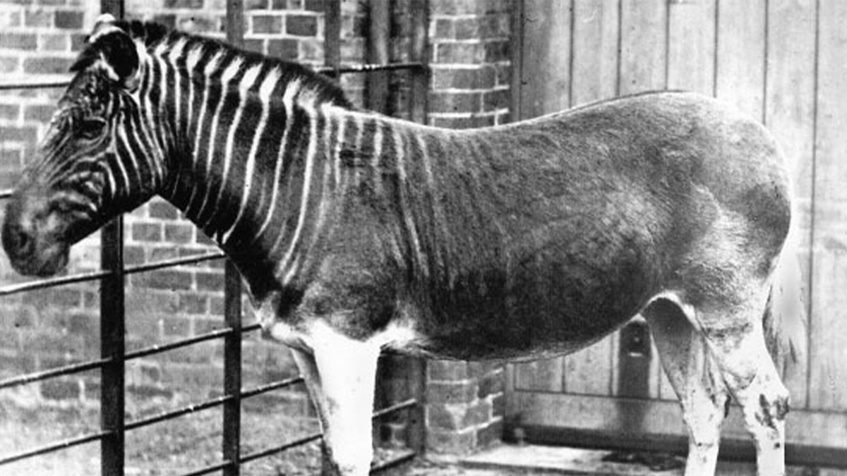 Sad fate of the first extinct species to have its DNA examined known as ...