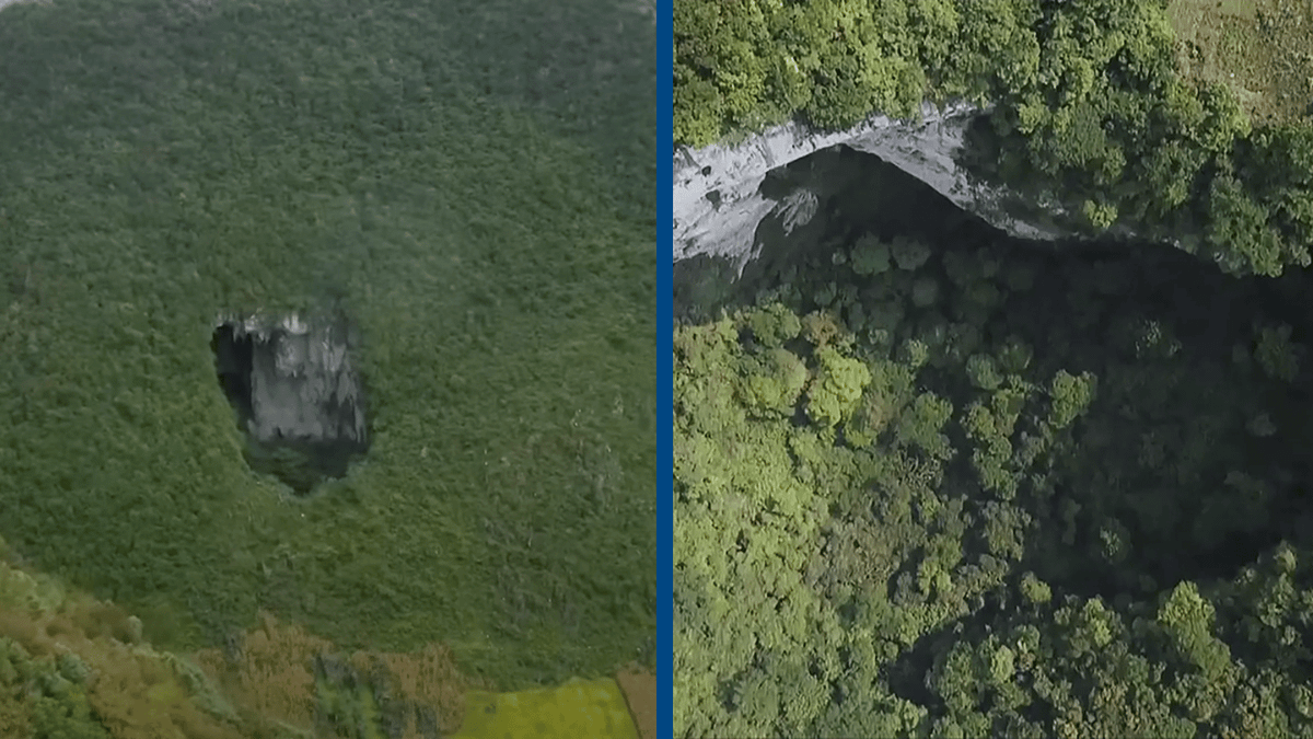 How a huge ancient forest was discovered 630 feet down secret sinkhole ...