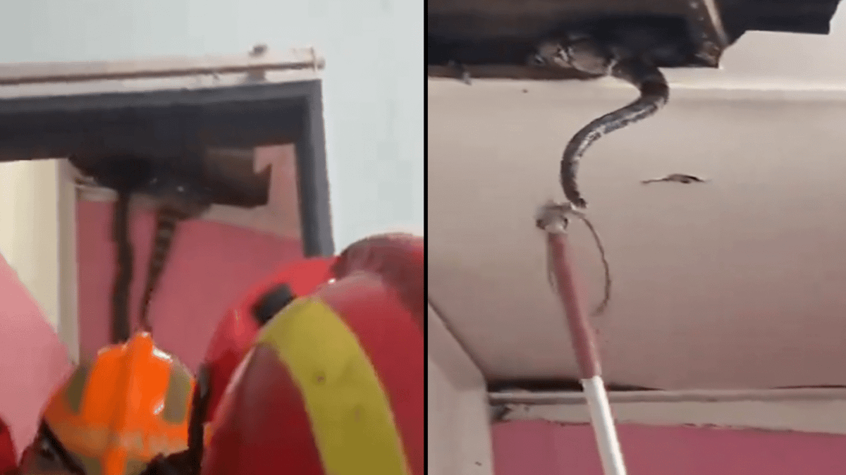 Emergency services learn terrifying lesson after poking snake coming ...