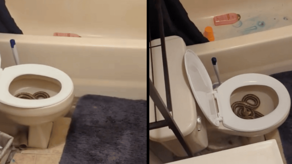 Woman freaks out after going to the toilet and realises she just peed ...