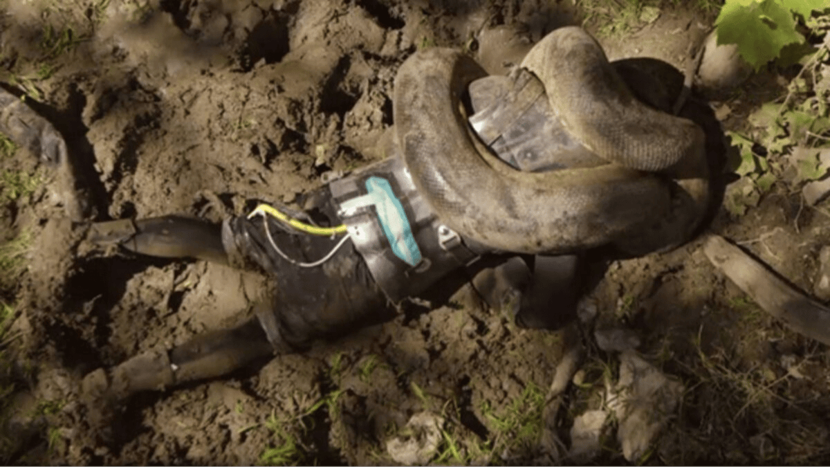 Chilling plea for help as man allows snake to eat him alive while ...