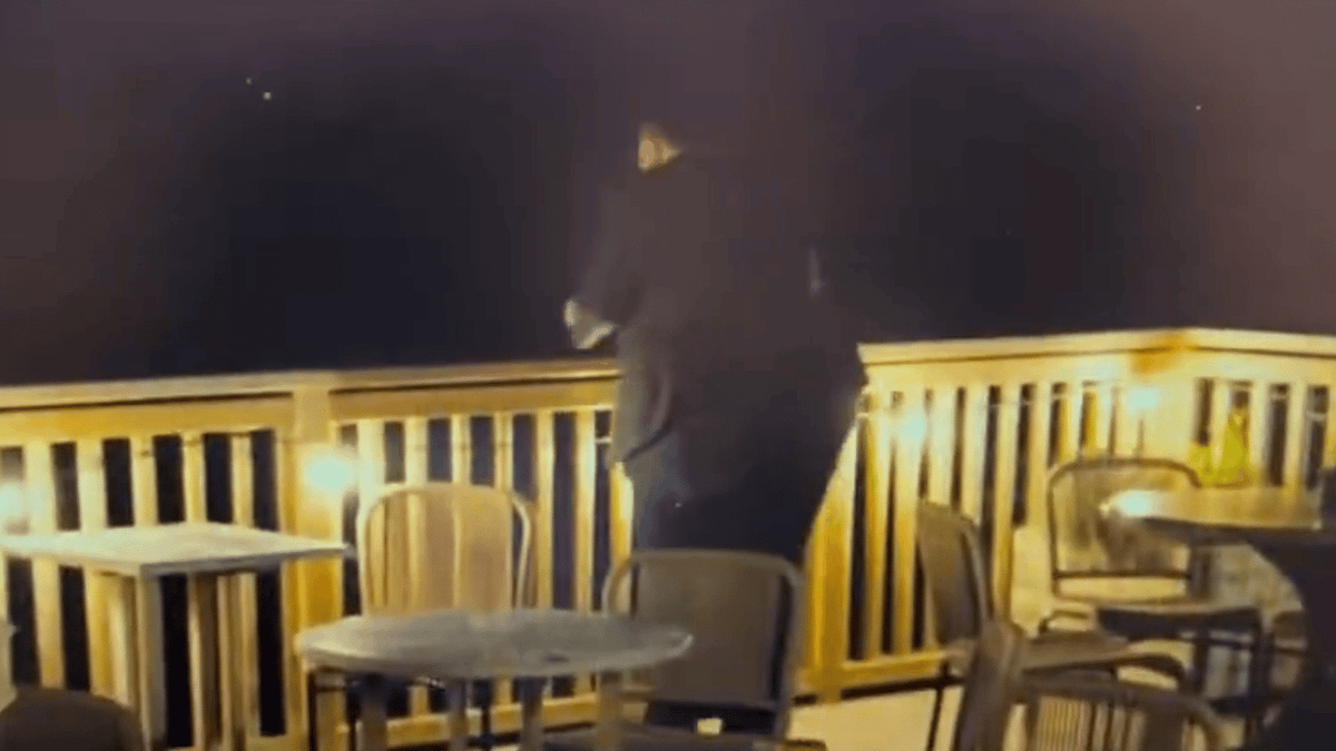 Man apologises to Jeremy Clarkson after 'throwing up in flowerbed' at pub