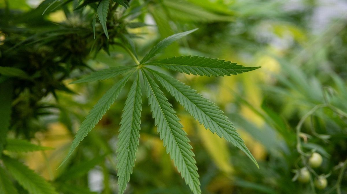 Former addict shares what changed when he stopped smoking weed as study ...