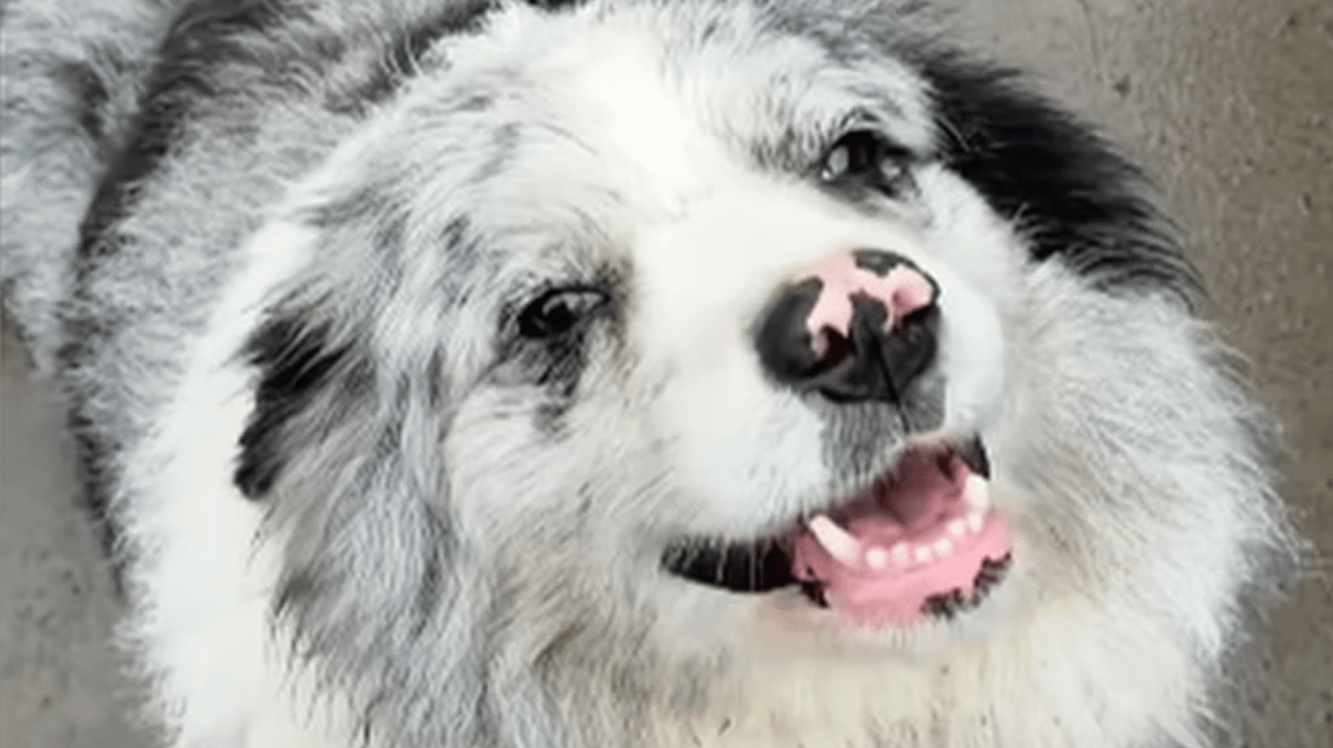 Dog with 1.5 million followers allegedly stolen, sold to restaurant for ...