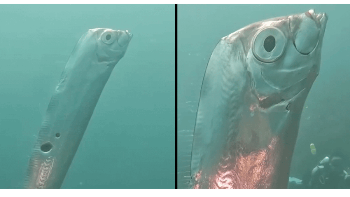 Divers capture rare 6-foot fish riddled with holes sparking terrifying ...