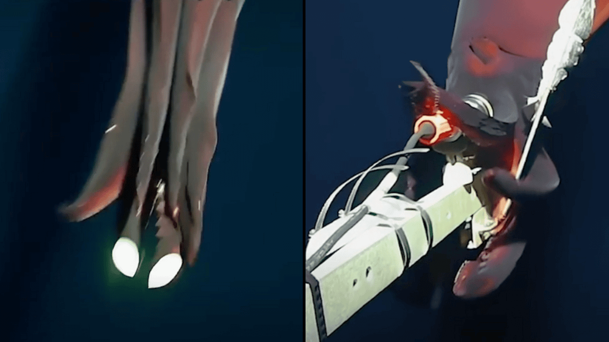 Terrifying video shows moment camera is attacked by rare deep-sea squid ...
