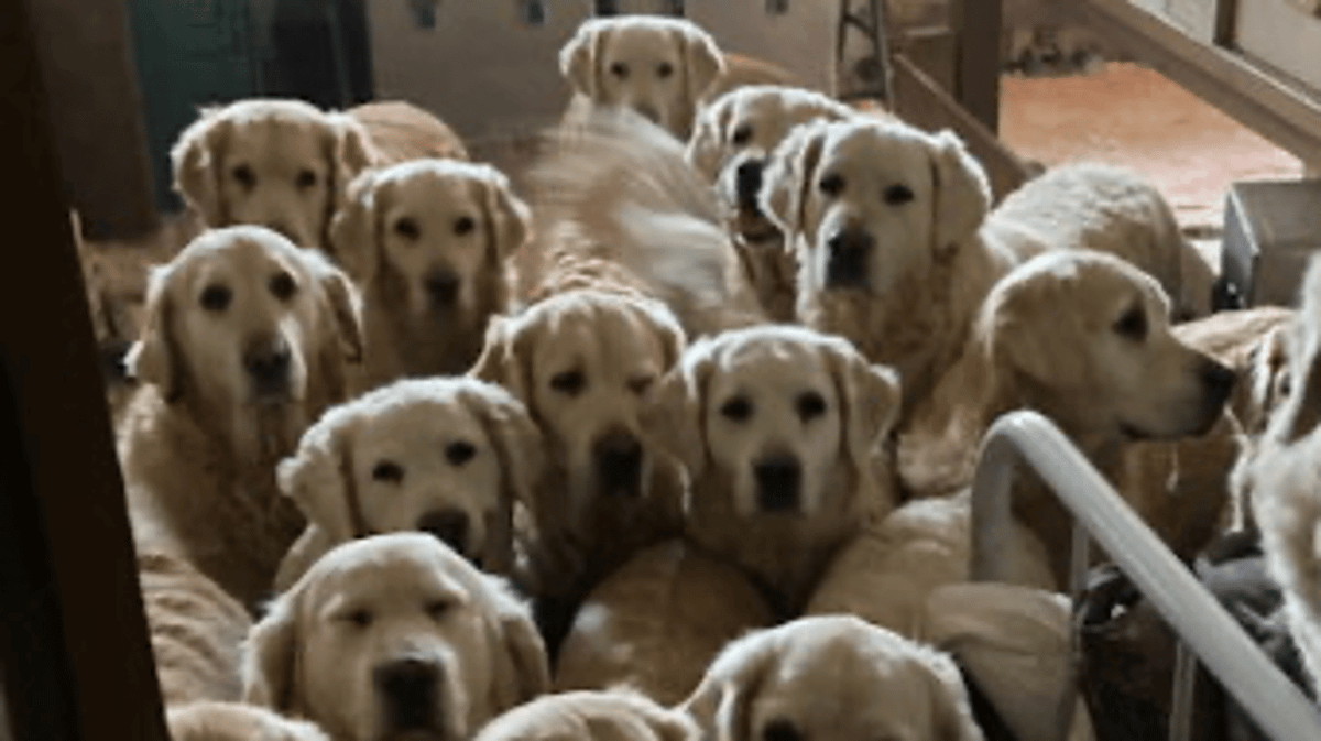 Truth behind ‘golden retriever experience’ revealed as owner barred ...