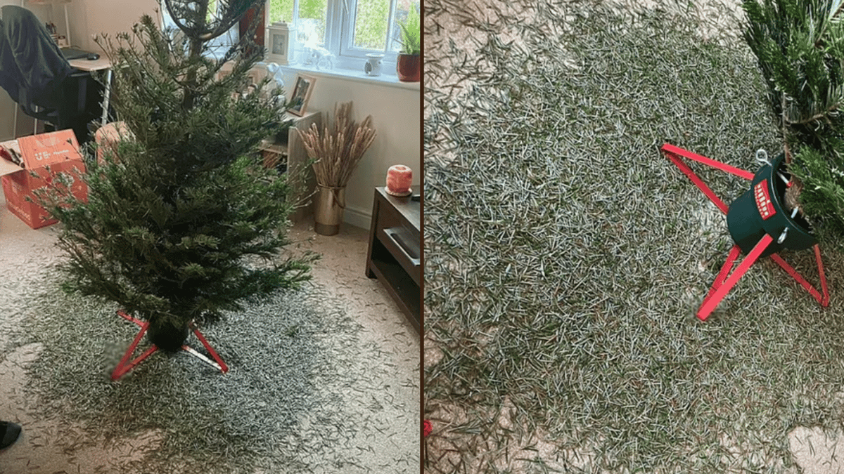 Woman warns others about getting Aldi Christmas tree as it 'fell to ...
