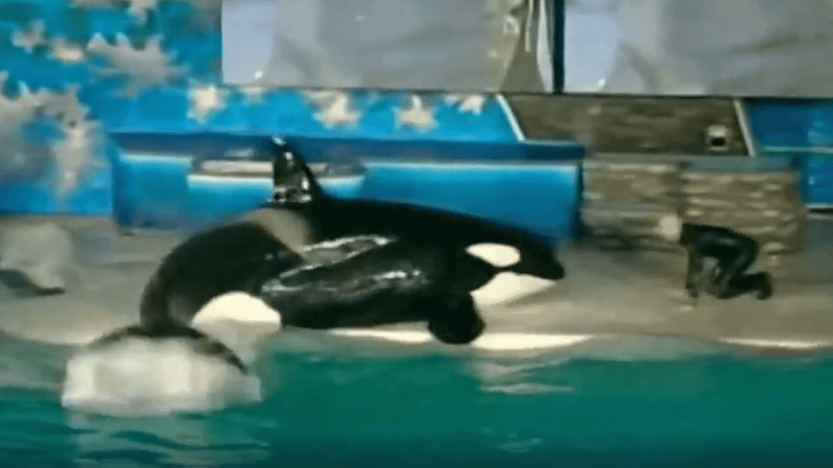 Horrifying footage shows moment Seaworld trainer is almost killed by ...