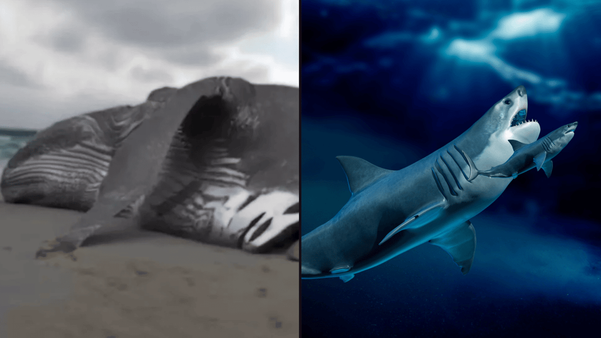People are convinced 65ft megalodon shark ‘still exists’ after spotting ...