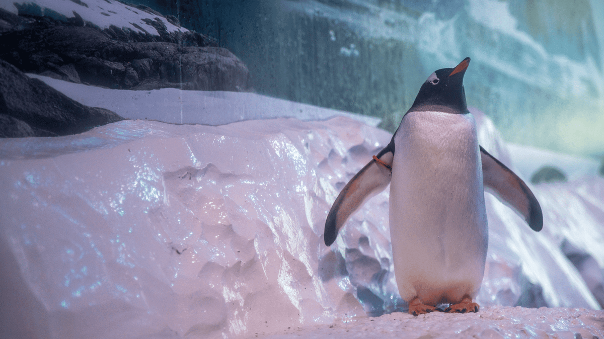 New update on 14 penguins trapped in London Aquarium basement 'with no ...