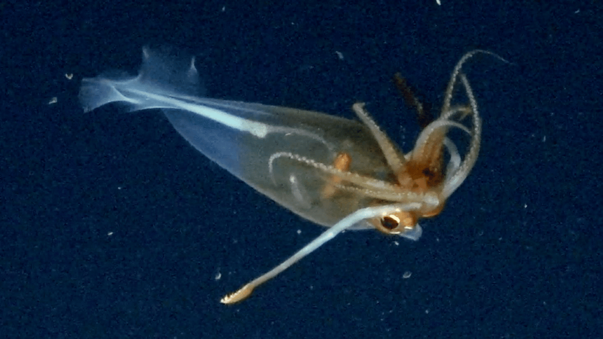 Scientists have filmed a colossal squid for the first time ever after ...