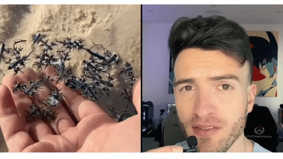 Disturbing warning over touching ‘cute’ creature which is actually ...