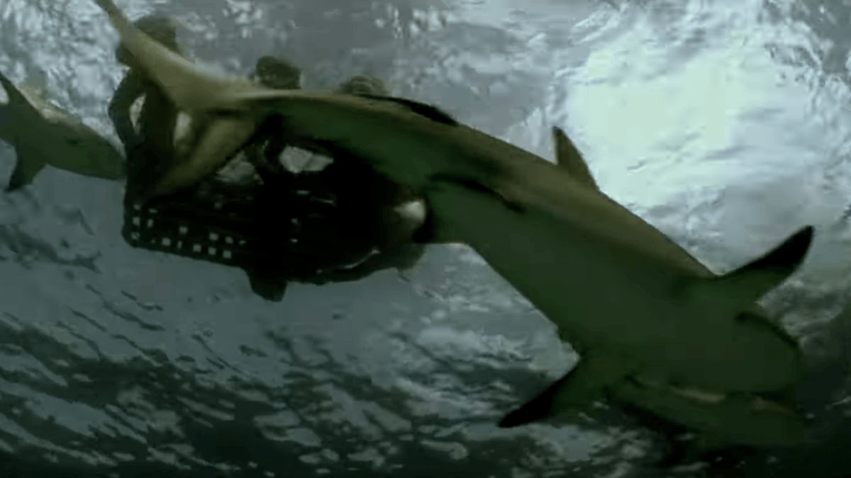 'Worst shark attack ever' saw desperate crew feed dead to sharks as ...