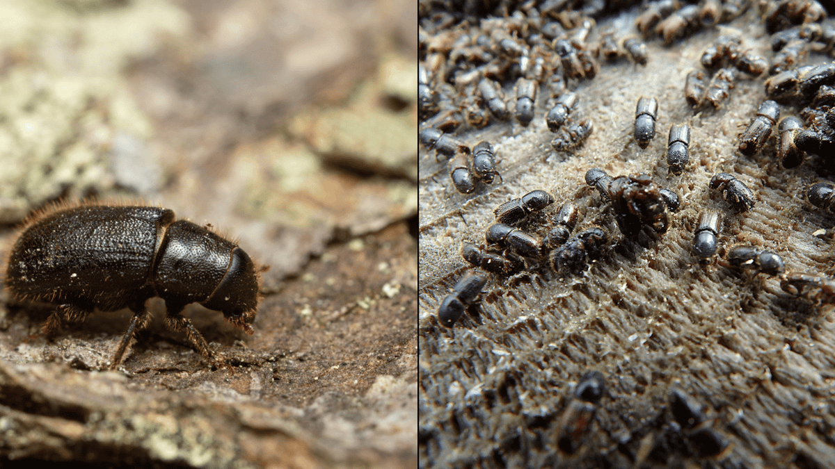 Warning to Brits as highly dangerous insect sparks concern with ...