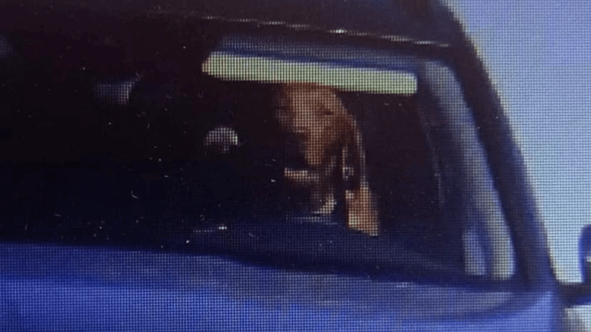 Driver fined after speed camera photo showed dog behind wheel of car