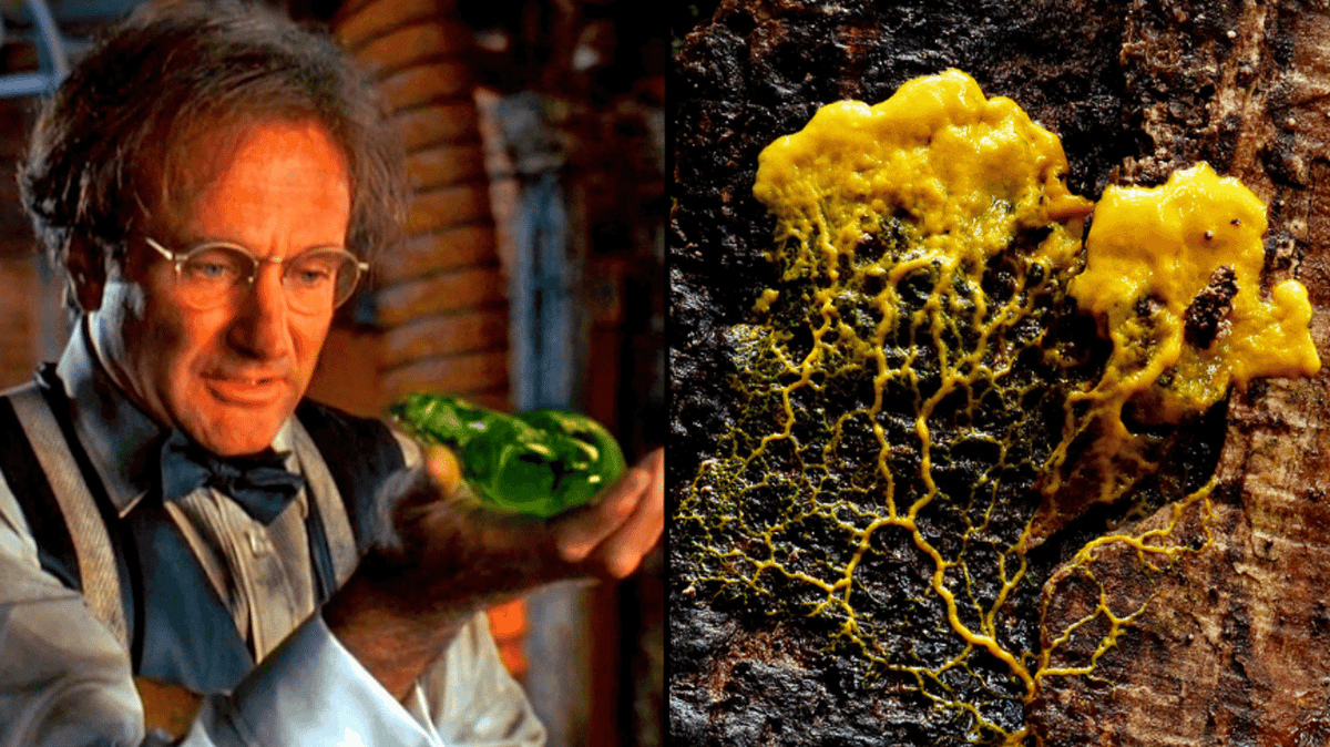 Brainless blob capable of human-like behaviours has scientists ...