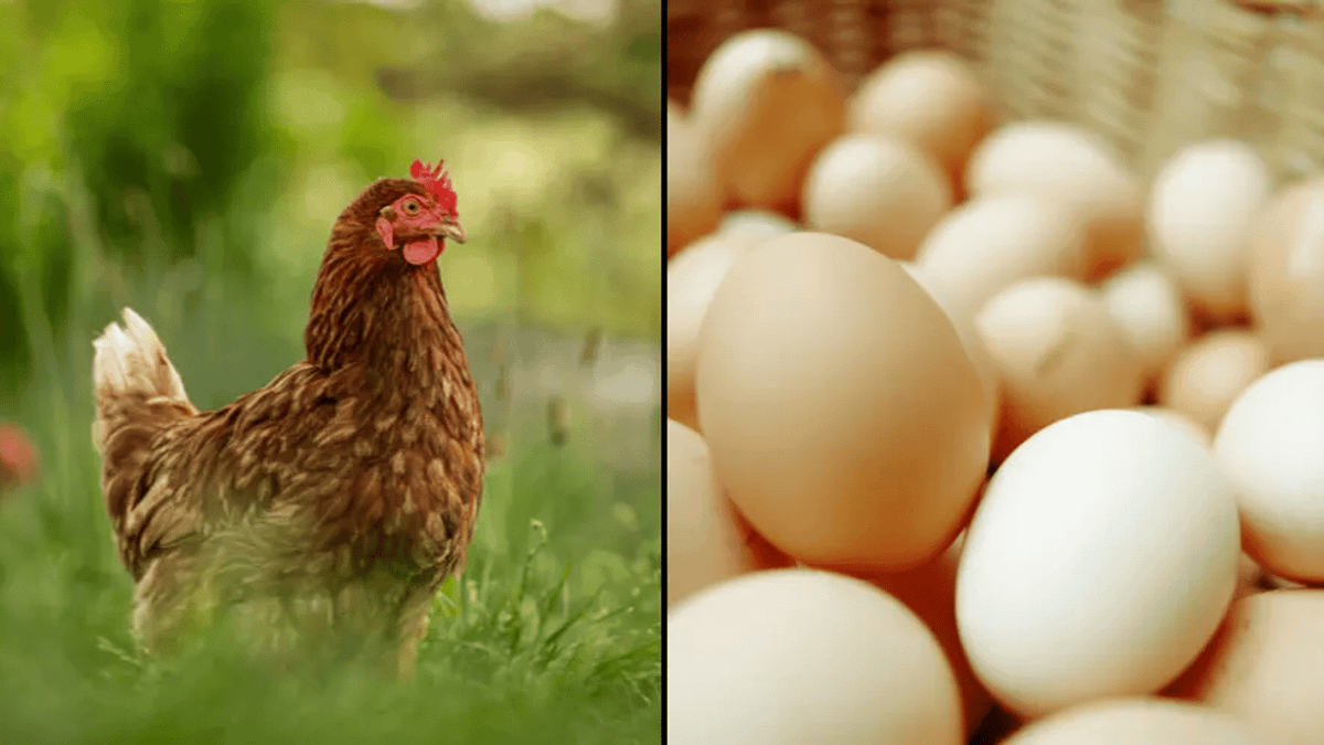Scientists think they have finally found answer to age-old chicken and ...