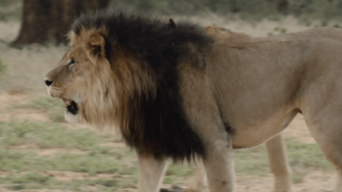 Cecil the Lion was killed by dentist who paid $50,000 to hunt world ...