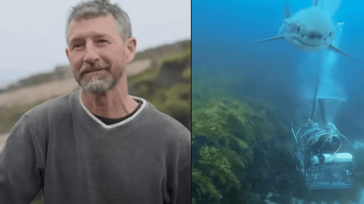 Diver explains near death experiences with deadly sharks and says you ...