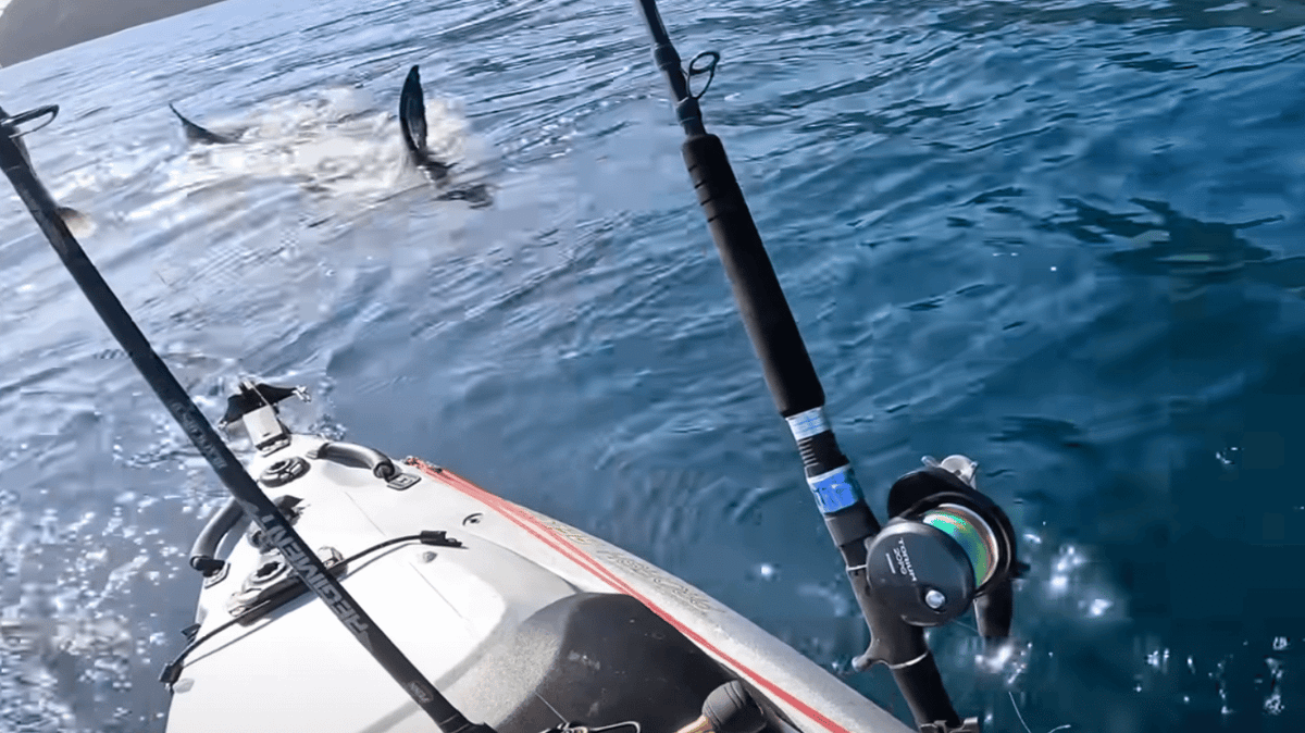Terrifying moment man in kayak is hunted by massive great white shark ...