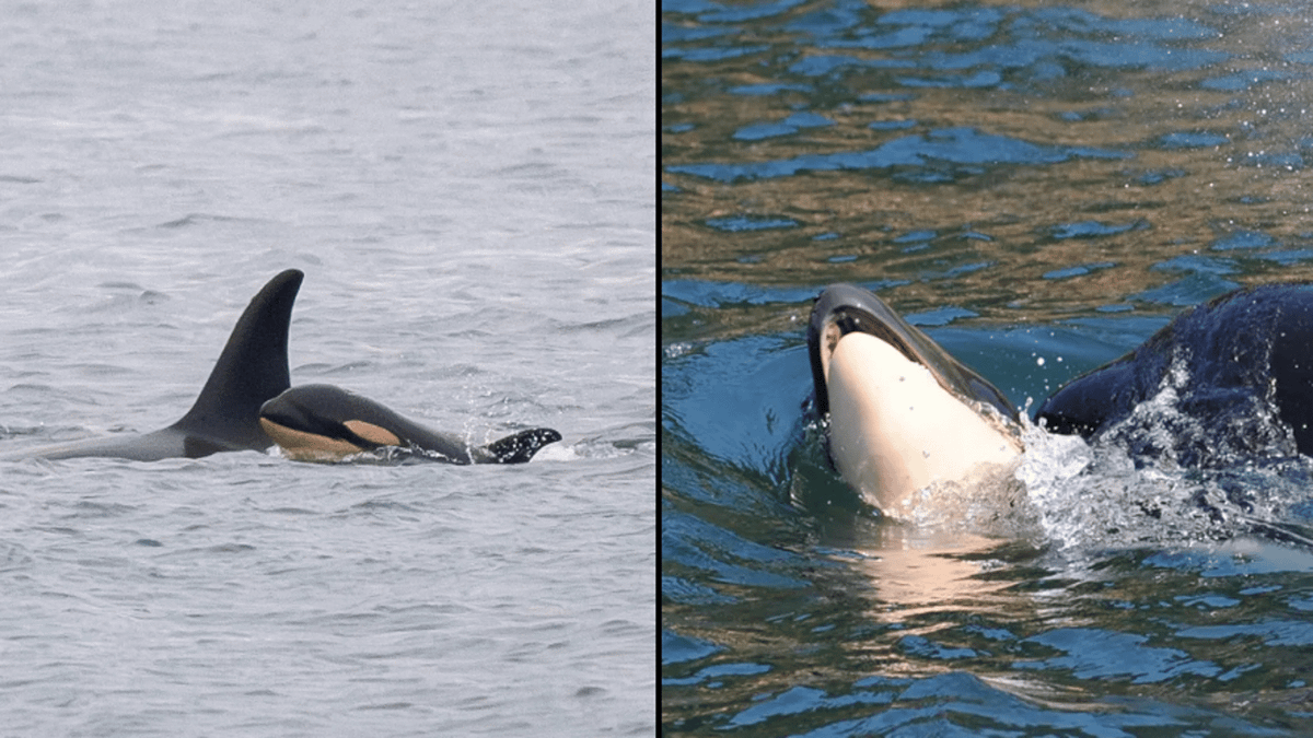 Whale who carried dead calf for 17 days across 1,000 miles of ocean ...