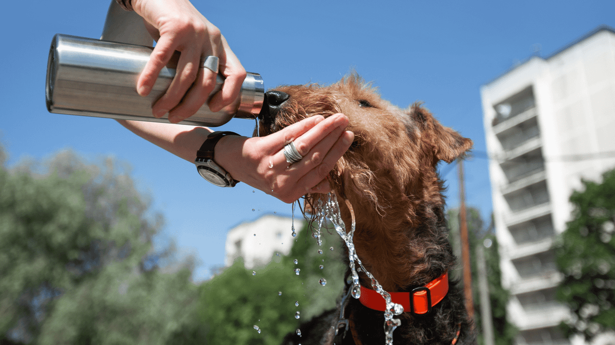 Vet issues stern warning over walking pets in 25 degree heat with ...