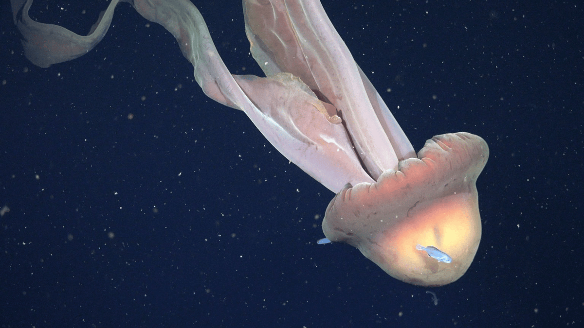 Doctors explain why you should never pee on a jellyfish sting